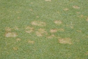 How to Recognise and treat Fusarium Patch Disease - Luxury Lawns